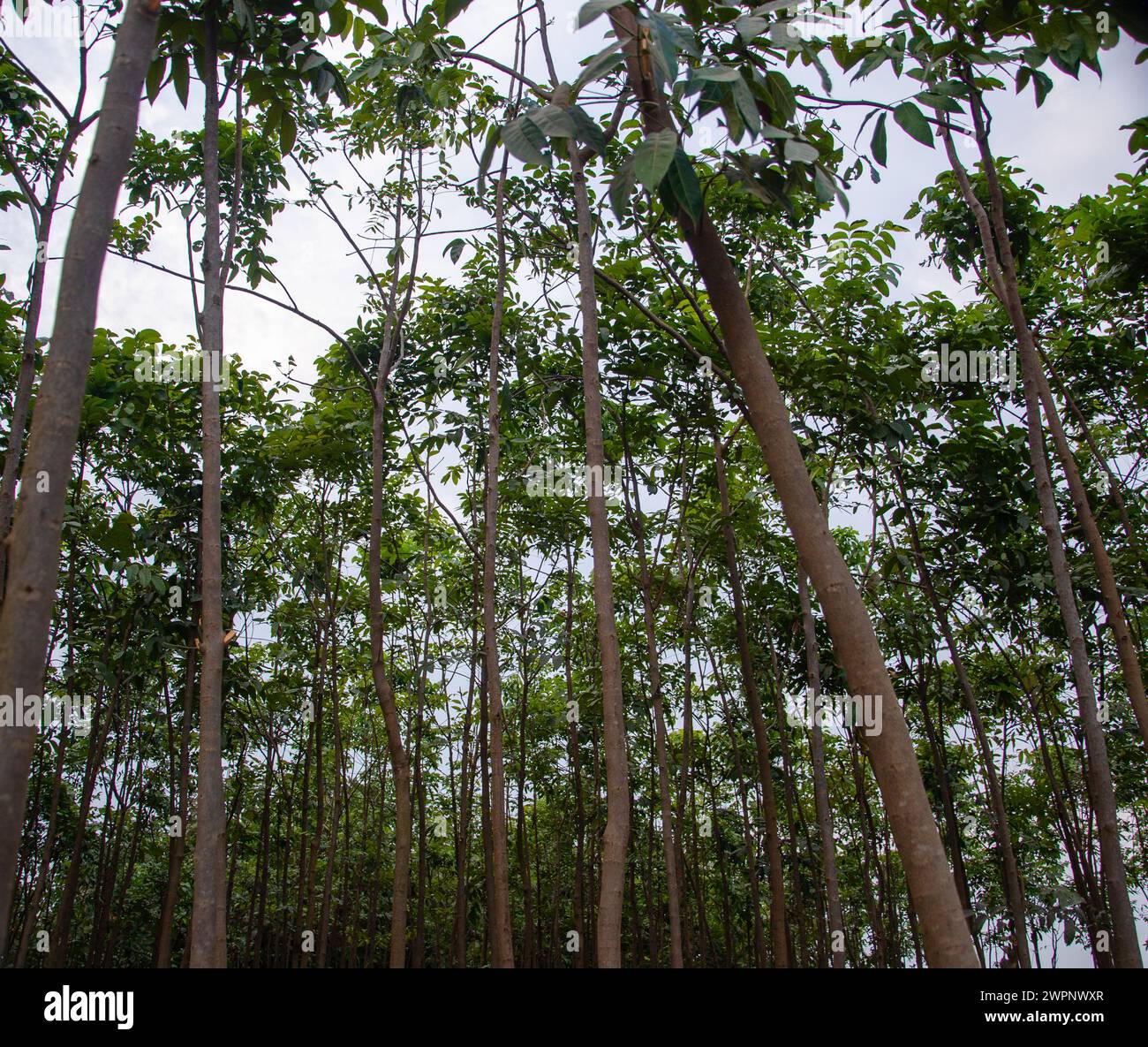 Column tree hi-res stock photography and images - Alamy