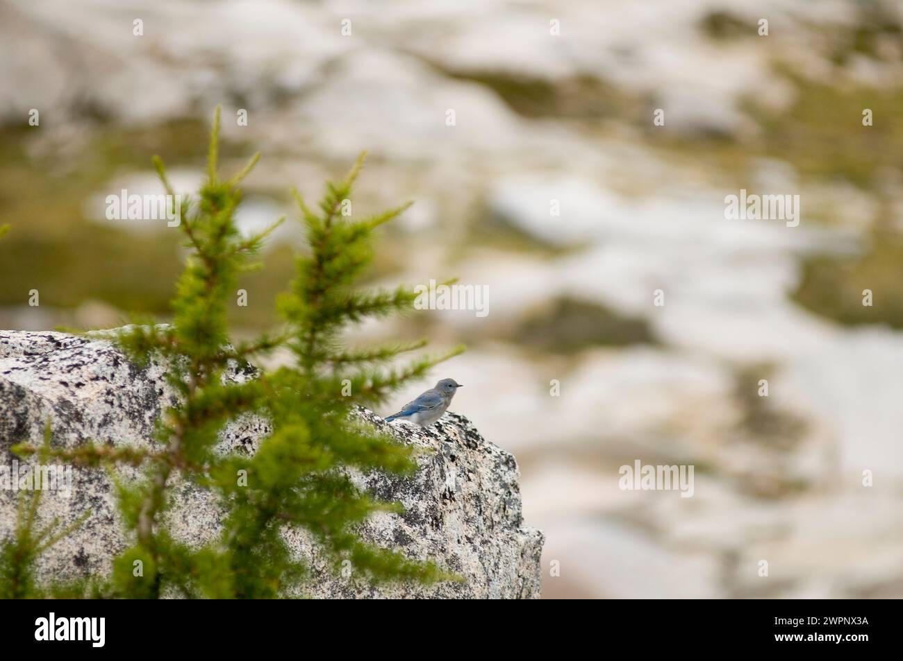 Western Mountain Bluebird Sialia currucoides perched near Larch trees ...