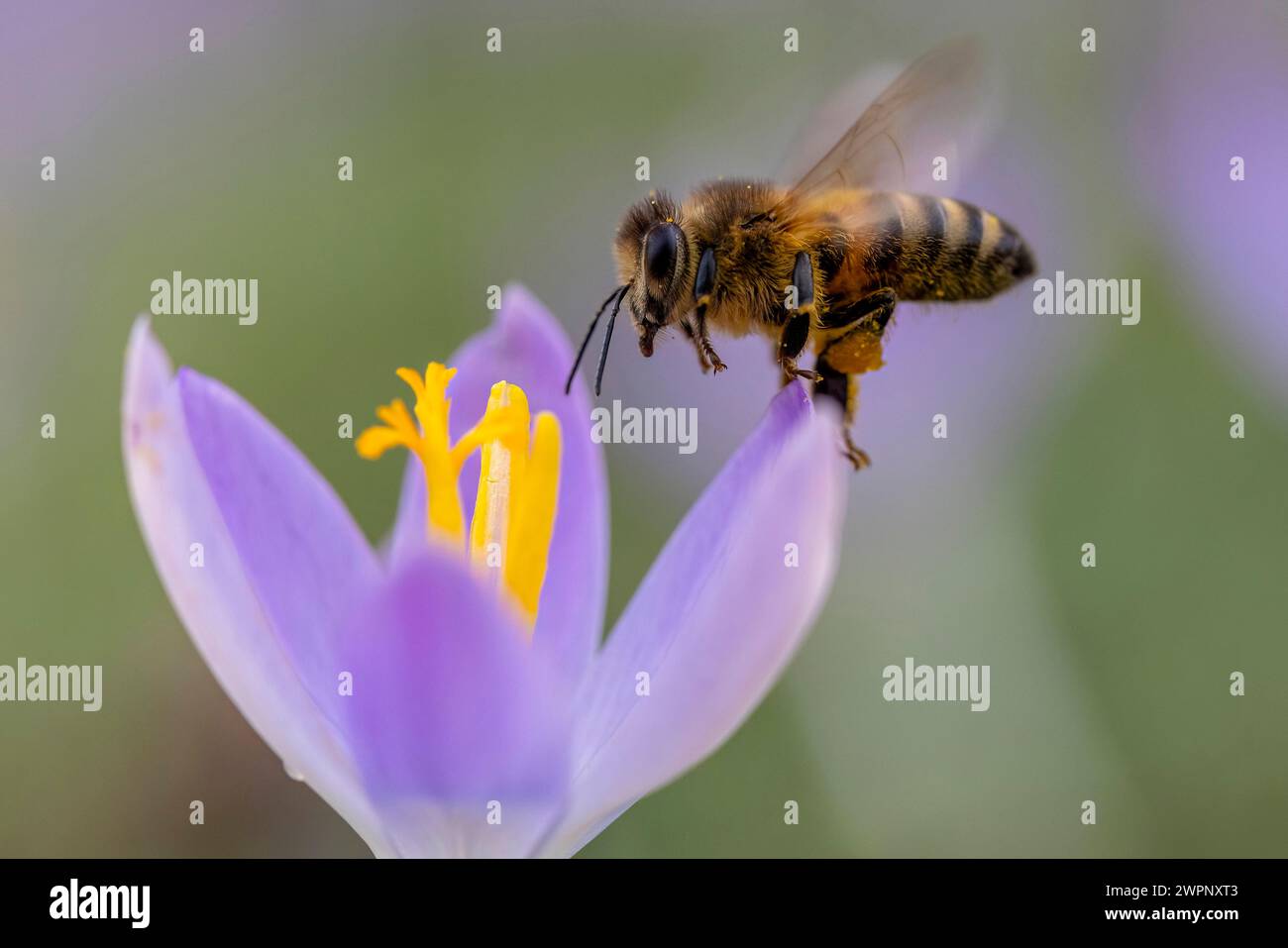 Honey bee in flight, Apis mellifera, on early bloomer, crocus Stock ...
