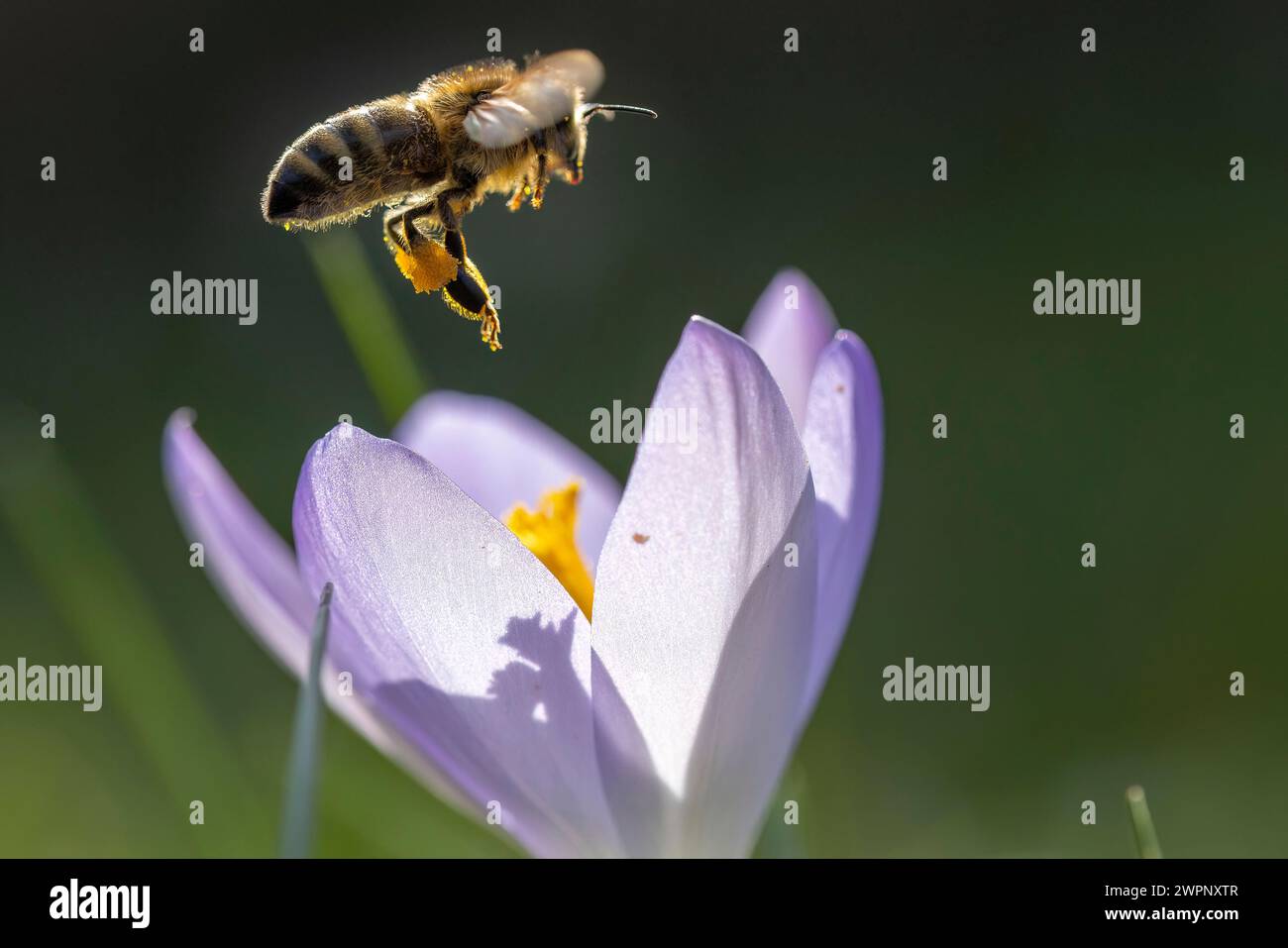 Honey bee in flight, Apis mellifera, on early bloomer, crocus Stock ...