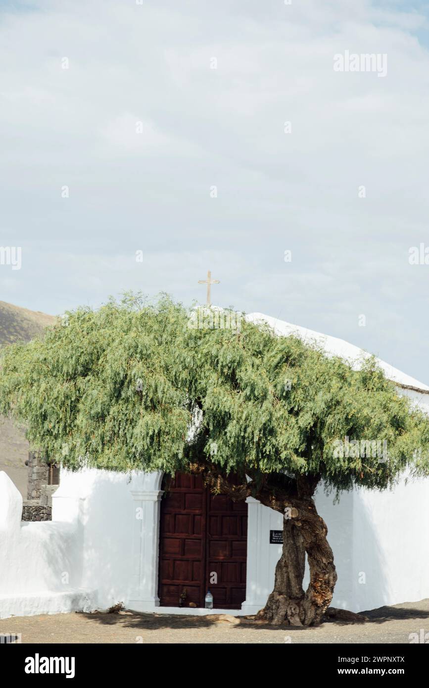 Old tree in front of a small church on lanzarote hi-res stock ...