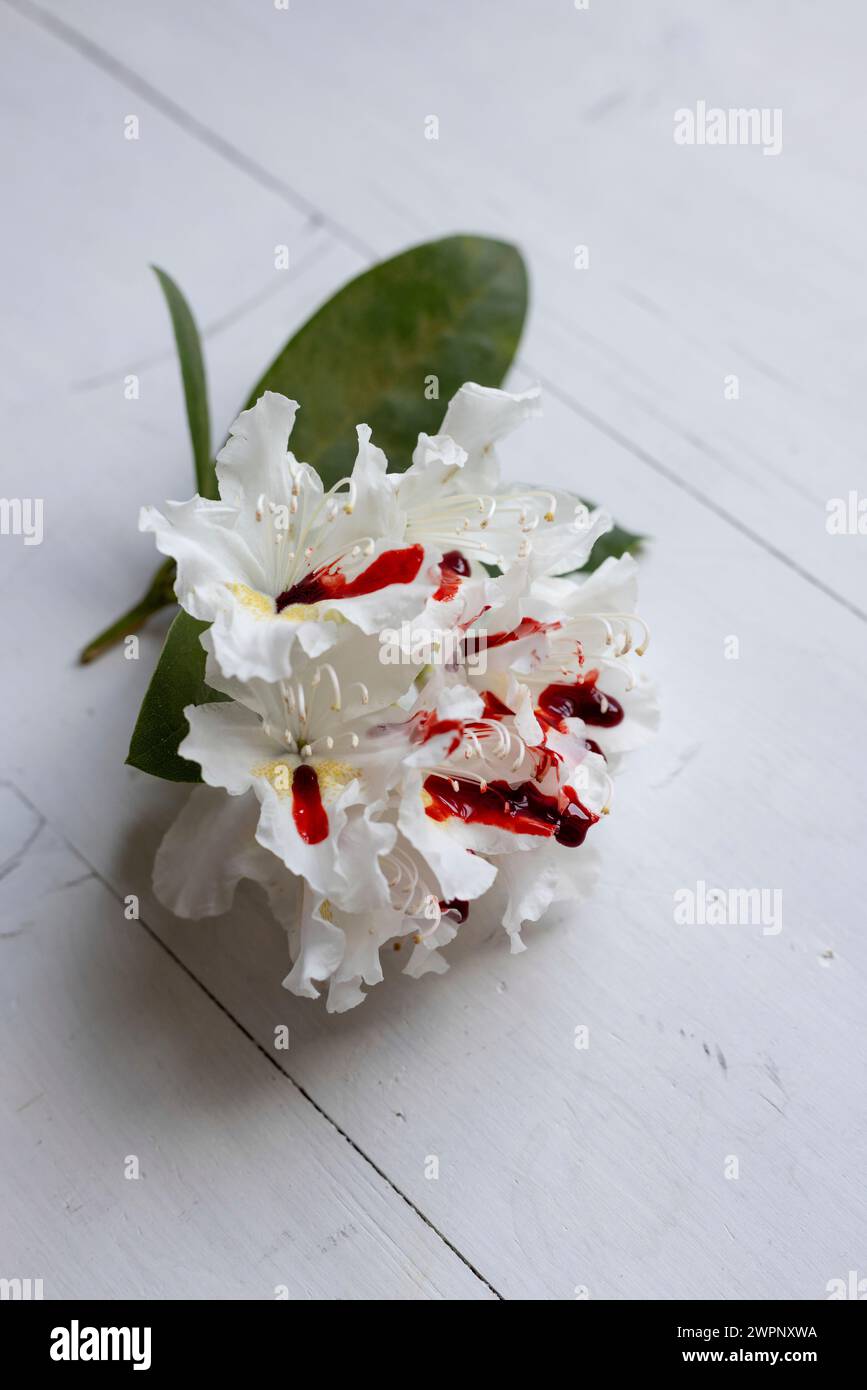 White rhododendron flower with red drops of blood Stock Photo - Alamy