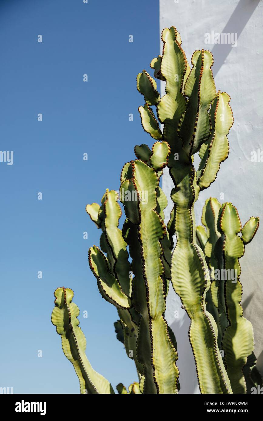 Cactus in front of a whitewashed house wall on lanzarote hi-res stock ...