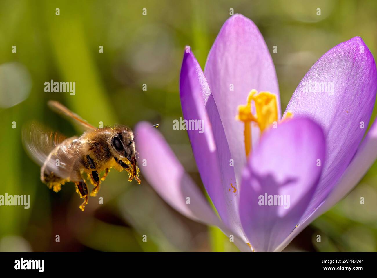 Honey bee in flight, Apis mellifera, on early bloomer, crocus Stock ...