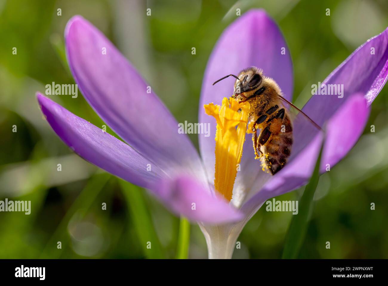Honey bee, Apis mellifera, on early bloomer, crocus, insect, animal ...