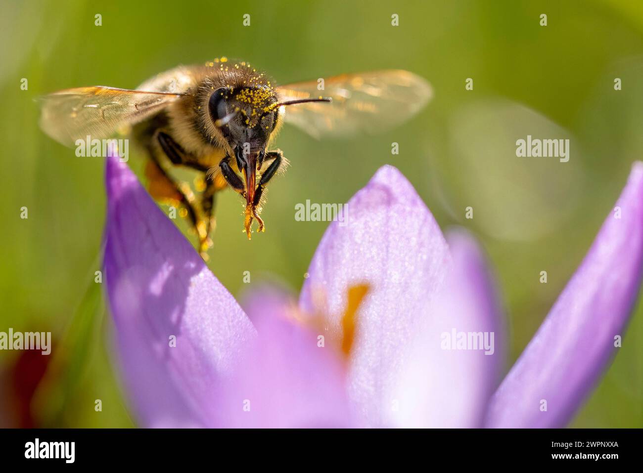 Honey bee in flight, Apis mellifera, on early bloomer, crocus Stock ...
