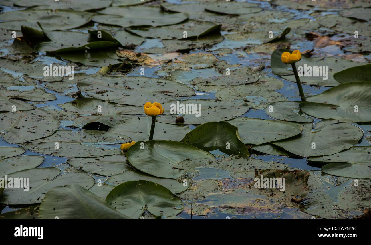 Water lily leaves and yellow water lily bond lily flowers. Photographed ...