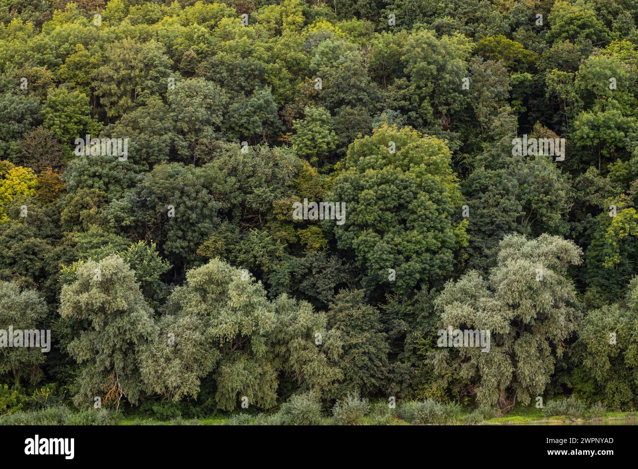 Aerial view Rubber tree forest, Top view of rubber tree and leaf ...