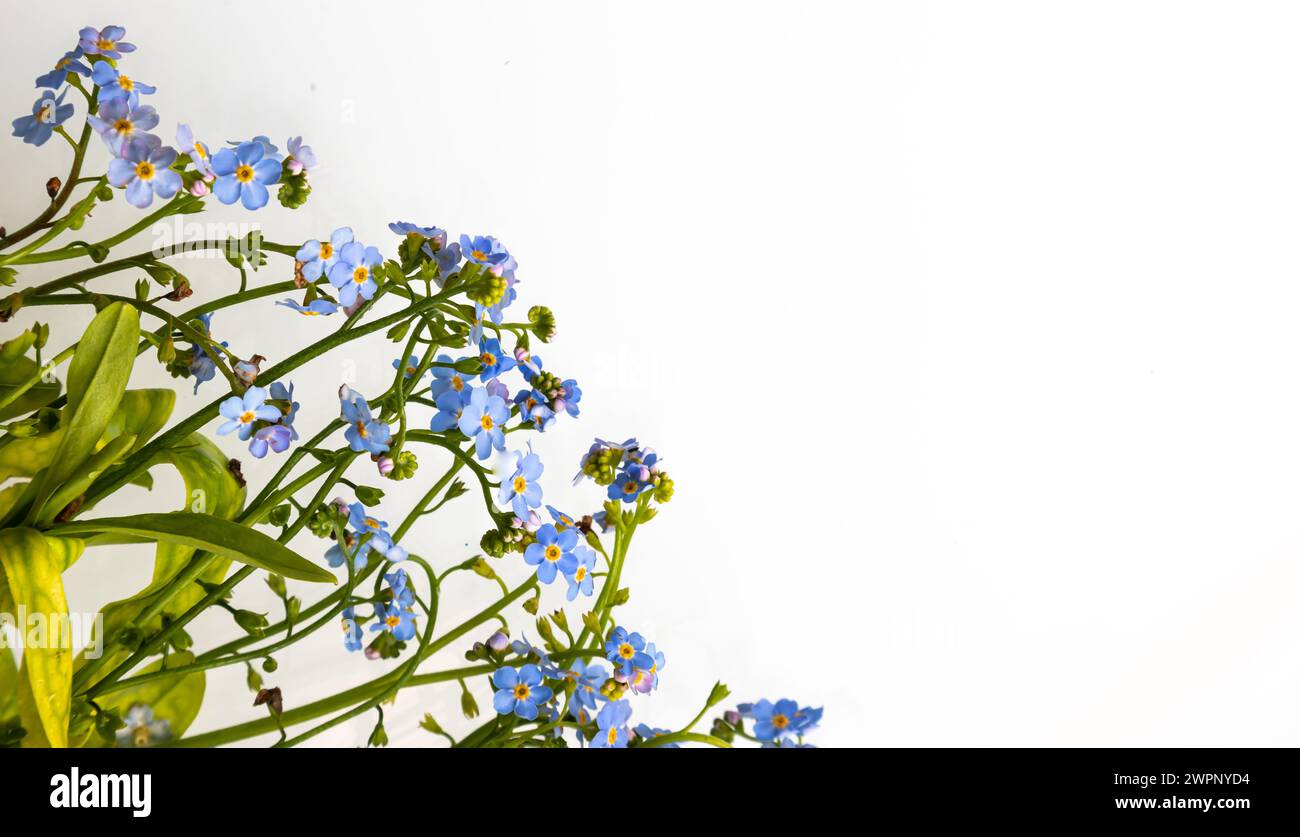 Spring is coming - bunch of forget-me-nots over white background Stock ...
