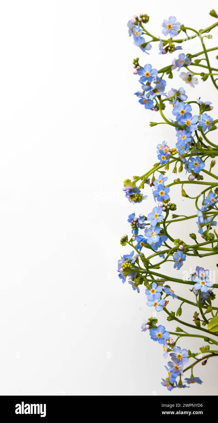 Spring is coming - bunch of forget-me-nots over white background Stock ...