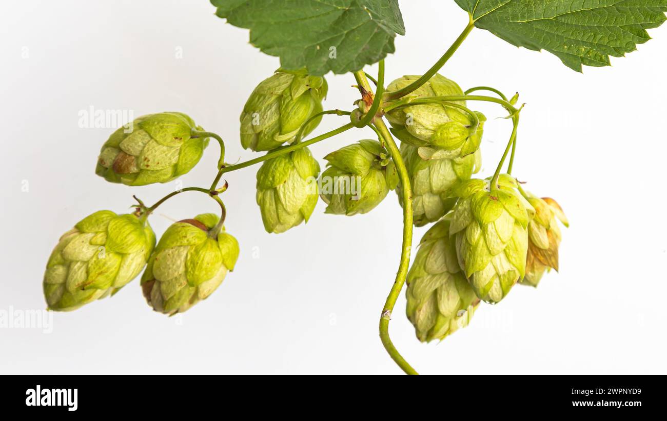 Close up view of single hop cone with leaf. Isolated on white Stock ...