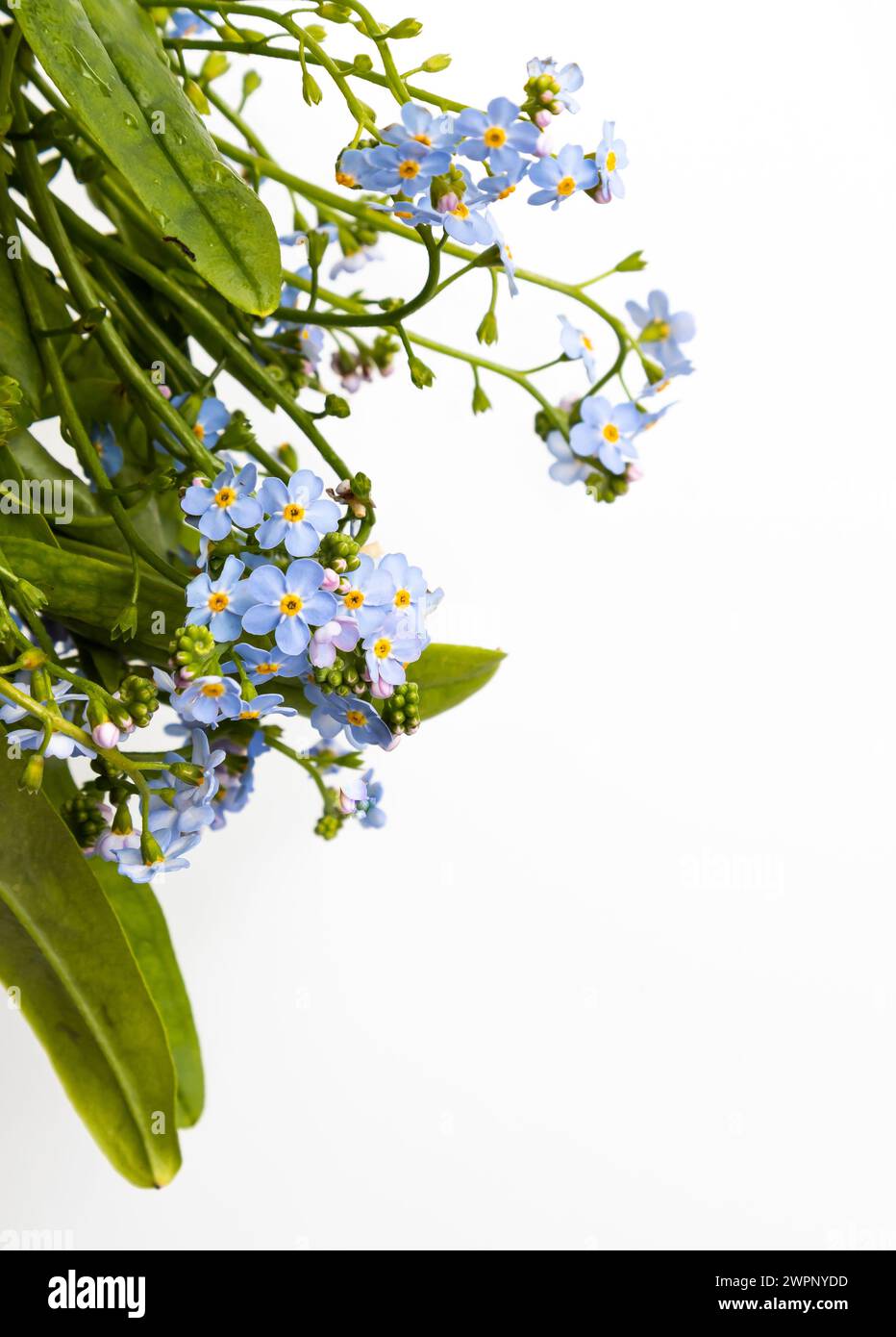 Spring is coming - bunch of forget-me-nots over white background Stock ...