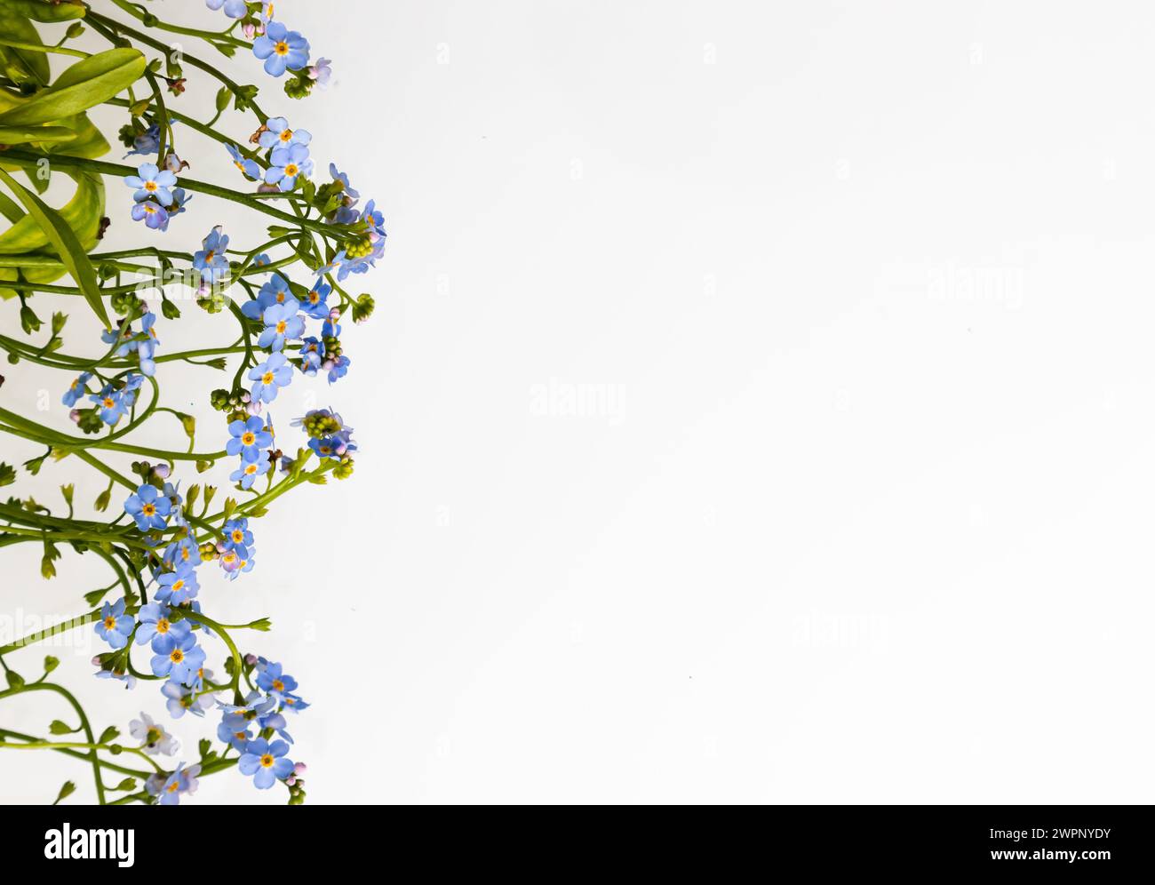 Spring is coming - bunch of forget-me-nots over white background Stock ...