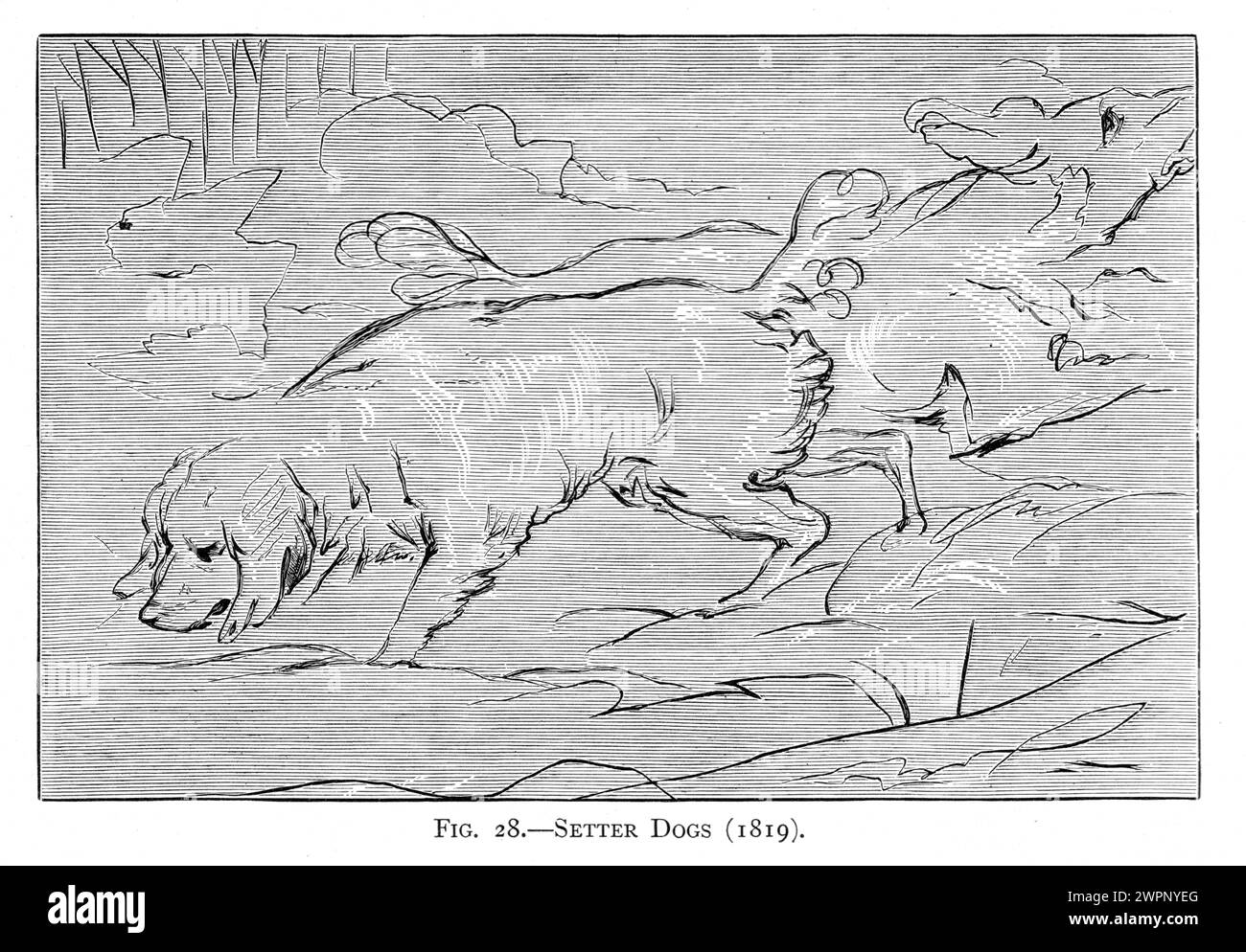 Fig,28 Setter Dogs (1819) - Sir Edward Landseer (1802-1873 Stock Photo ...