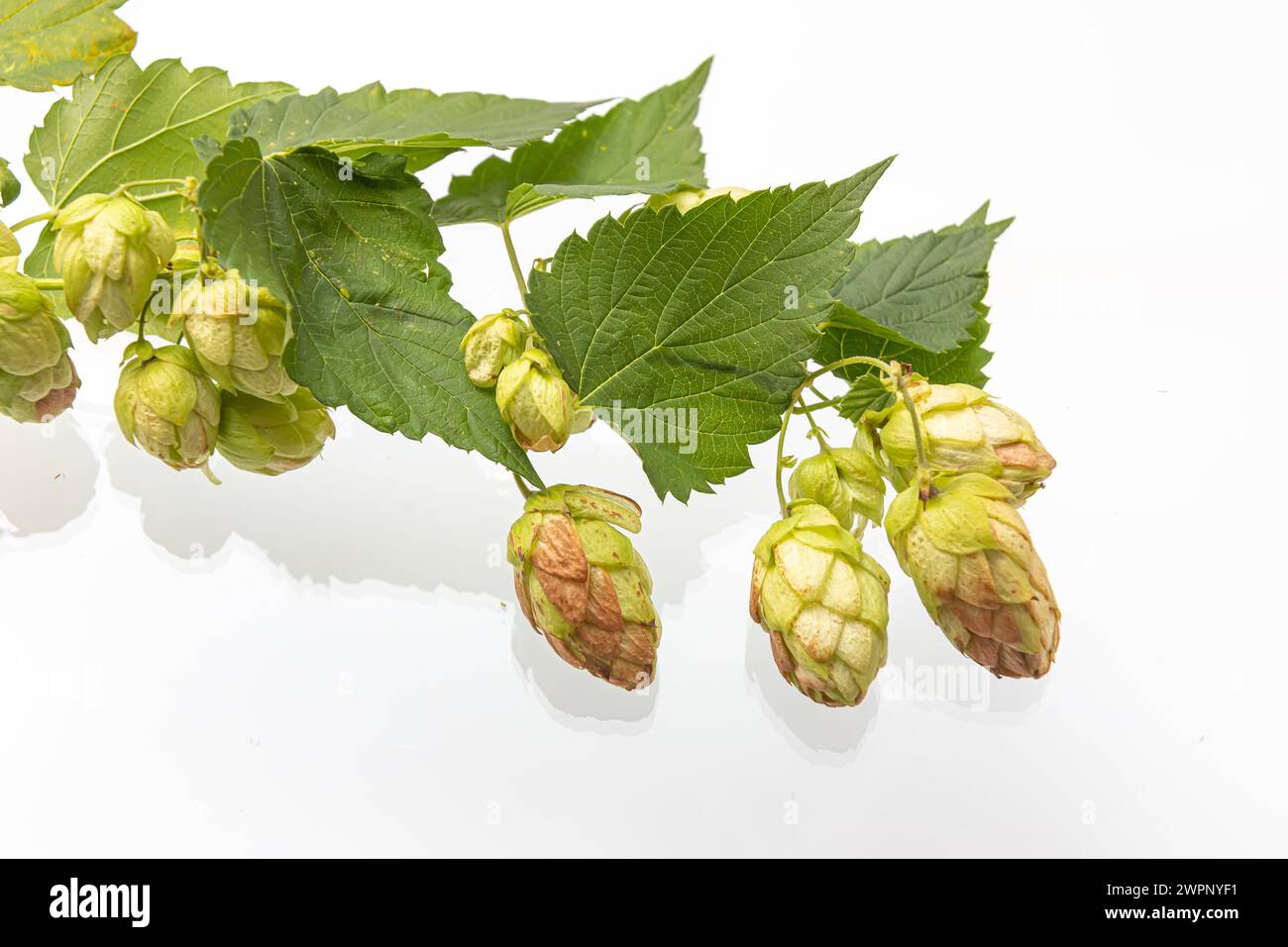 Close up view of single hop cone with leaf. Isolated on white Stock ...