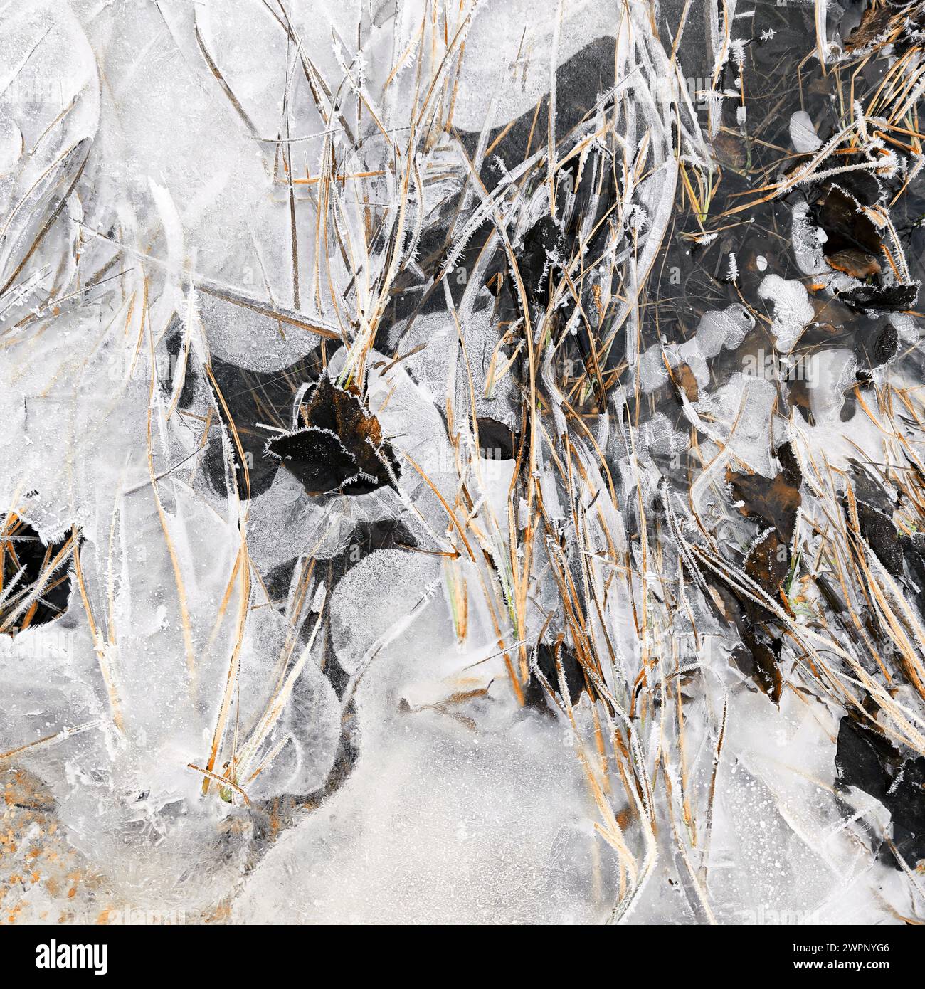 Frost covered reed stems in thin ice cover hi-res stock photography and ...