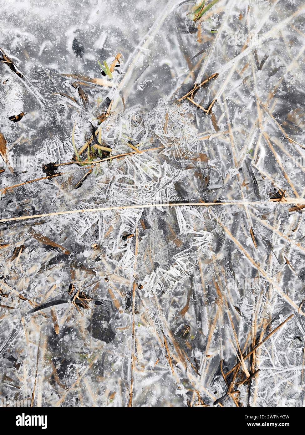 Dry reed stems frozen in a thin layer of ice Stock Photo - Alamy