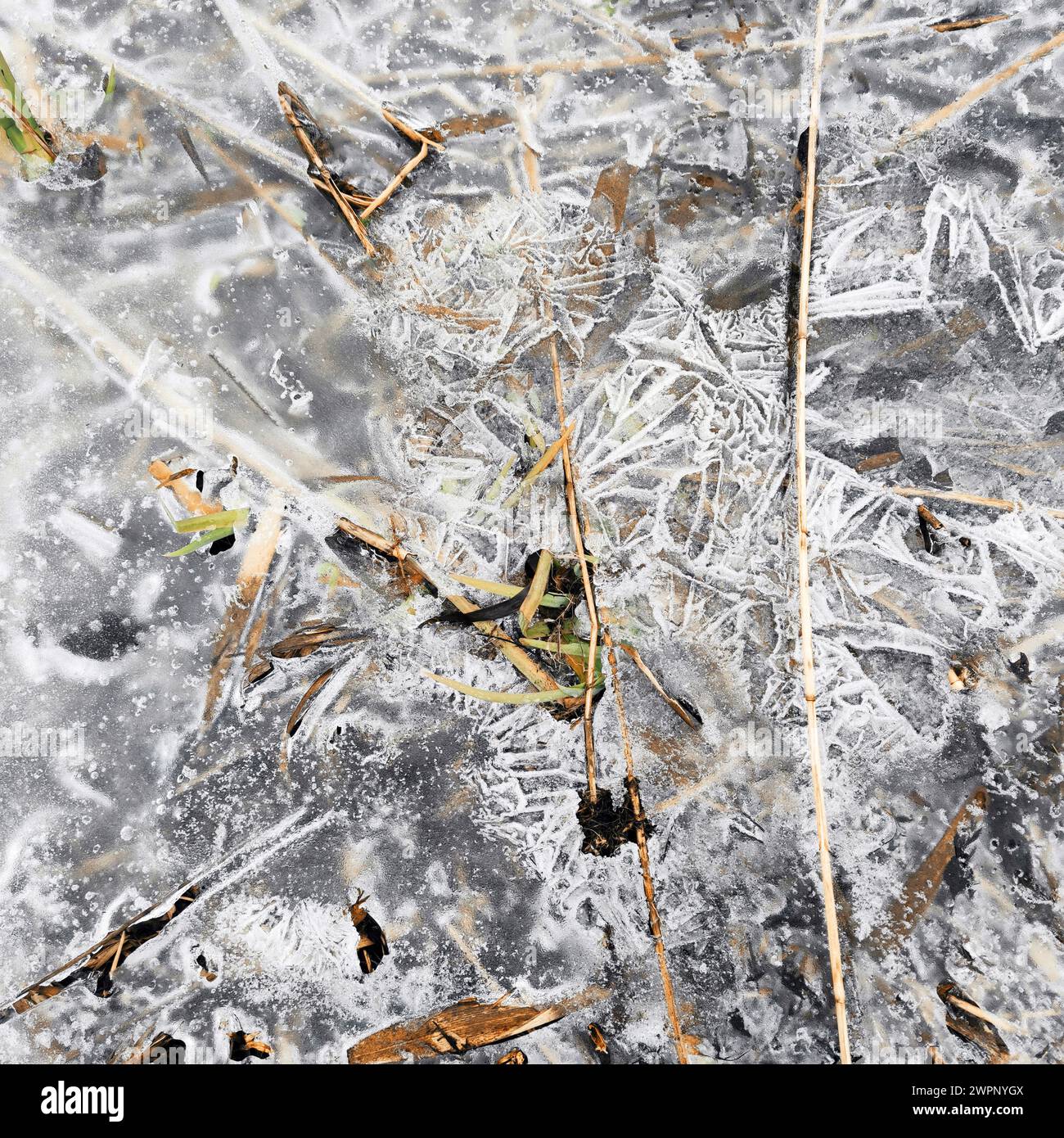 Thin as a reed hi-res stock photography and images - Alamy