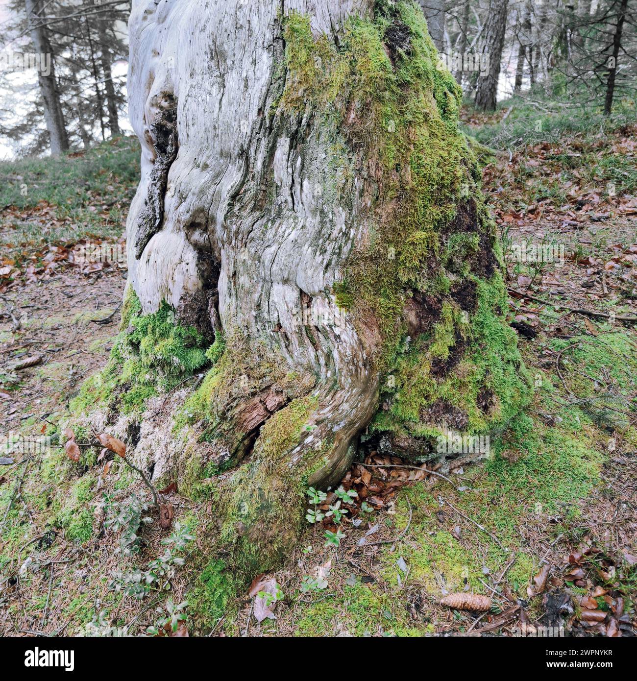 Growth on the deadwood trunk of a pine tree Stock Photo - Alamy