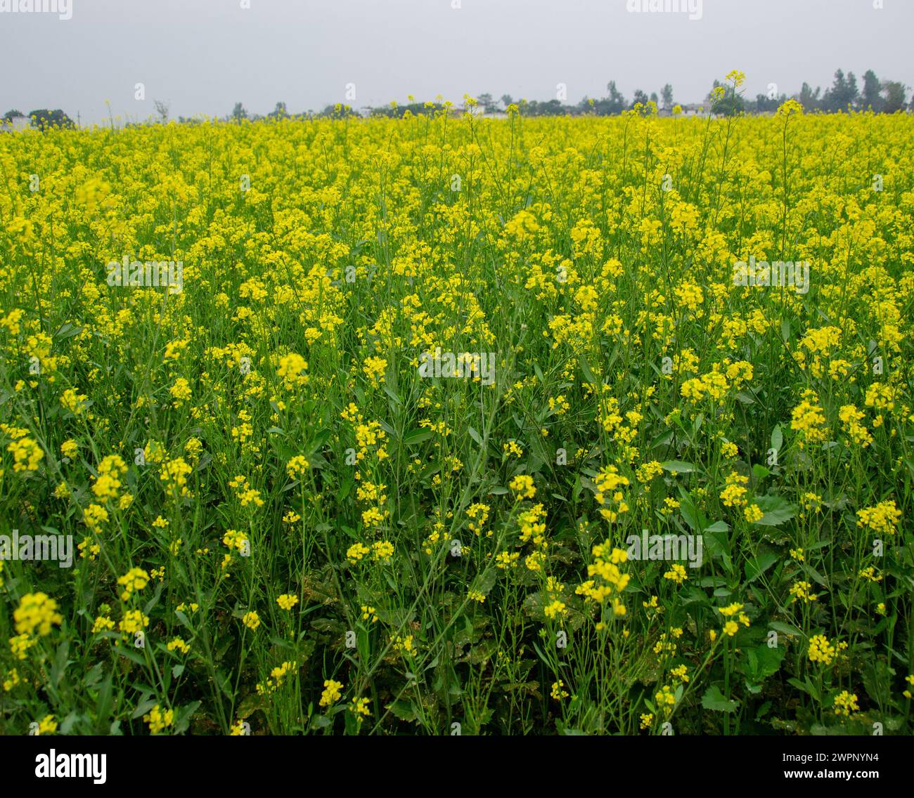 This Mustard crop is captured in Indian village Stock Photo - Alamy