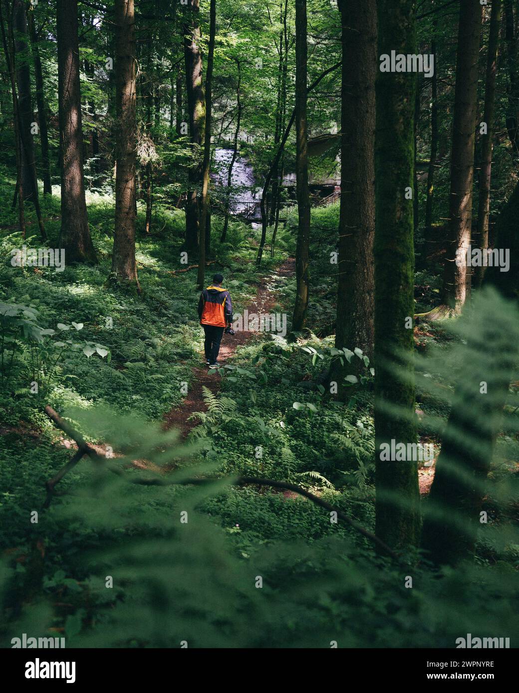 Man forest ferns hi-res stock photography and images - Alamy
