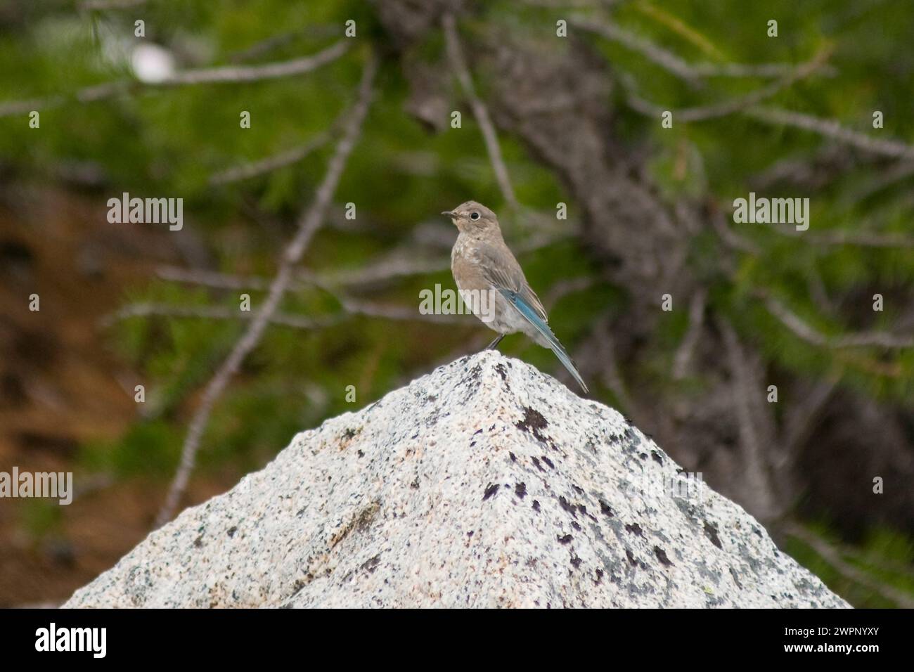 Mountain bluebirds hi-res stock photography and images - Alamy