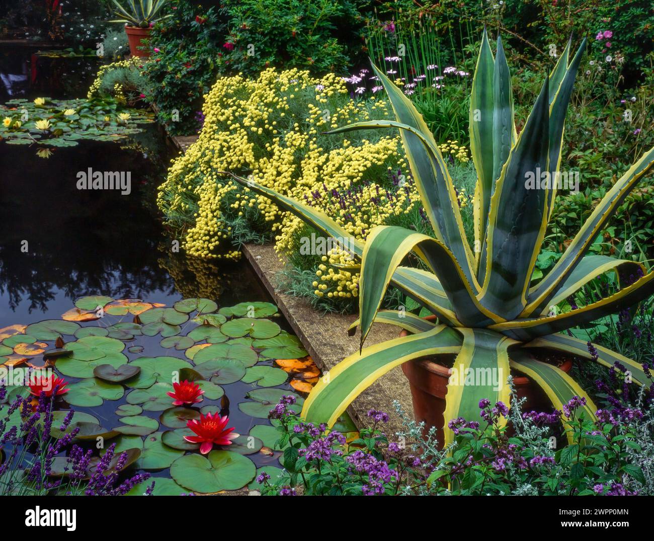Santolina chamaecyparissus hi-res stock photography and images - Alamy