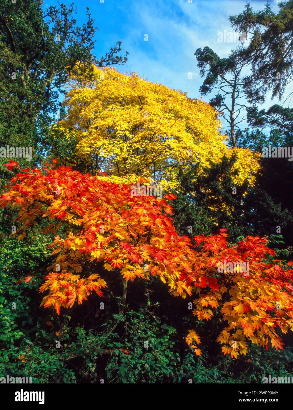 Bright Autumn colours of Acer japonicum 'vitifolium' and Acer ...