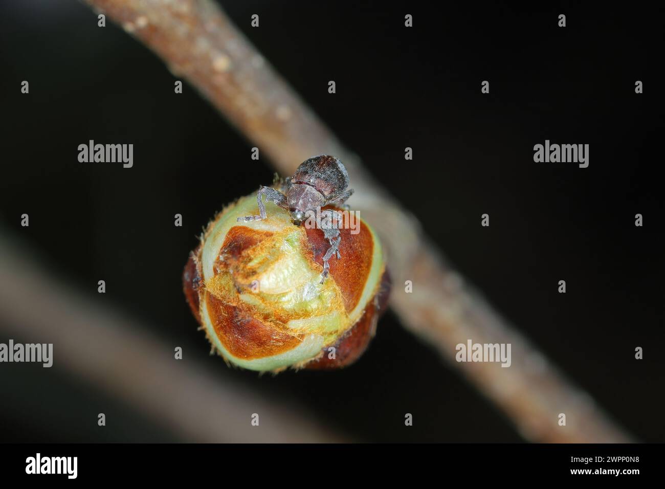Pear weevil or pear blossom weevil (Anthonomus piri). A pest of pear ...