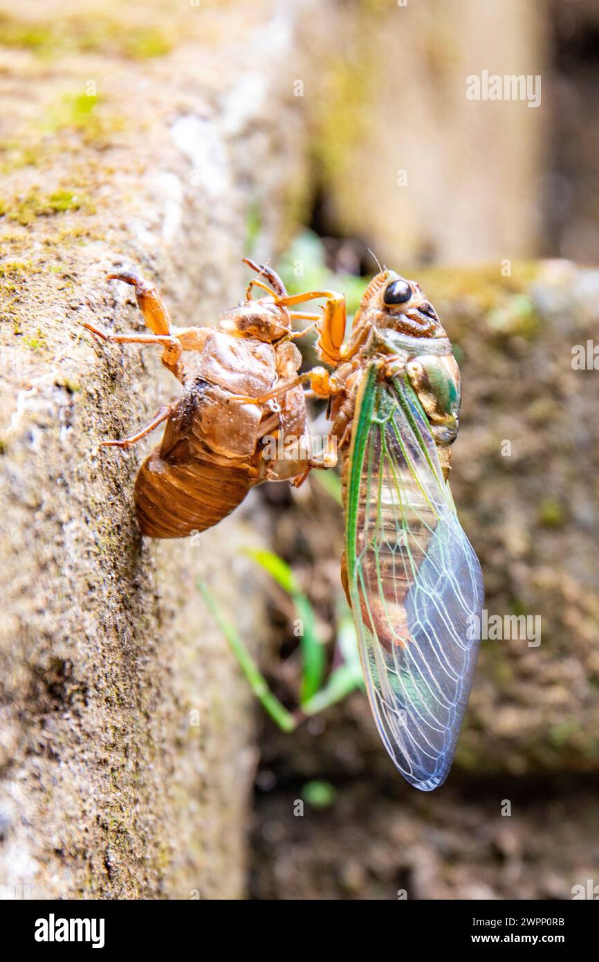 Goa Gajah, elephant cave, tropical insects Stock Photo - Alamy