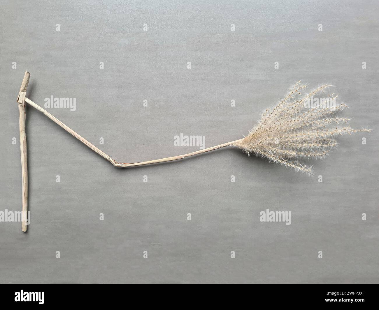 Dried pampas grass with bent stem against a light gray background Stock ...