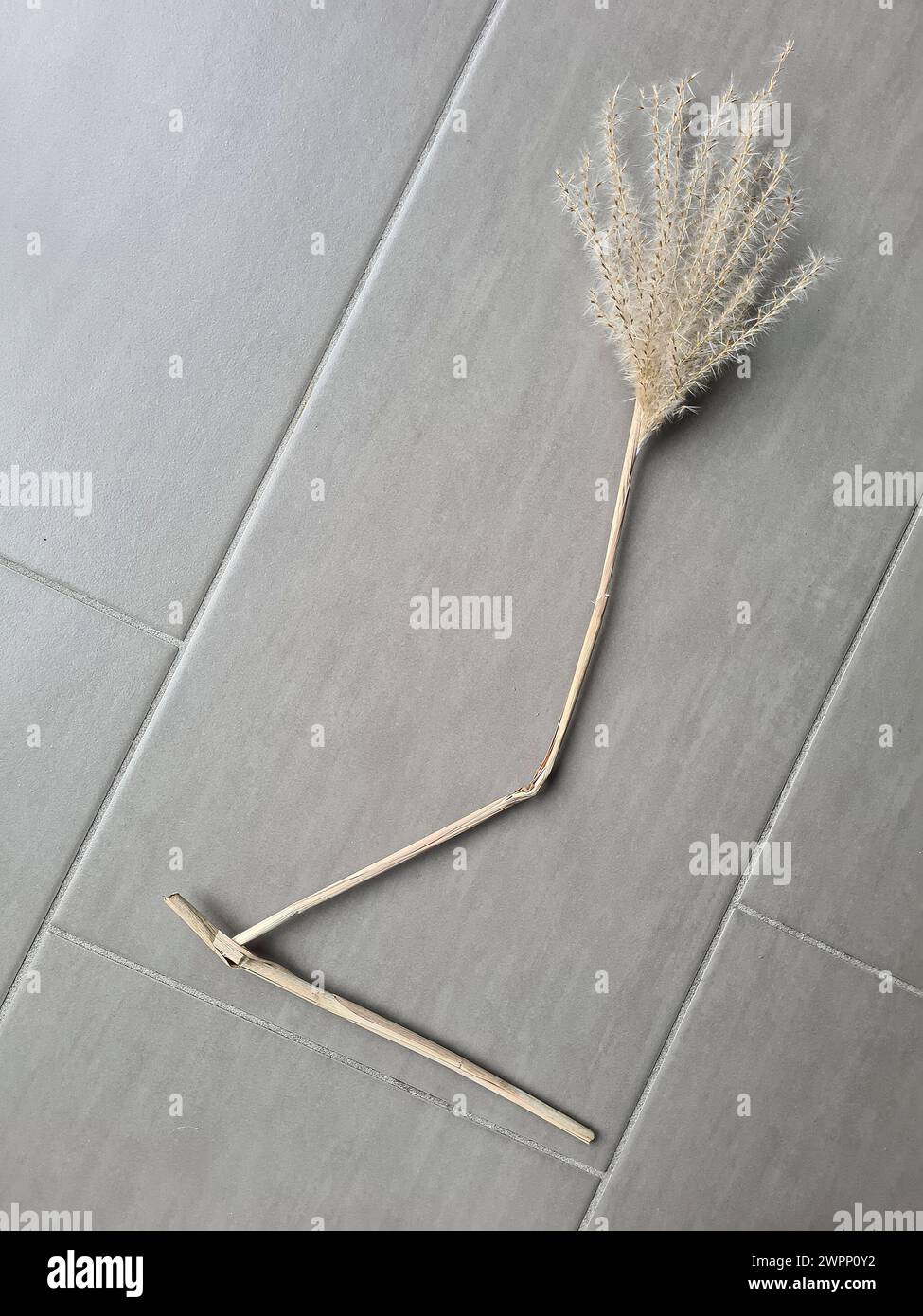 Dried pampas grass with bent stem against a light gray background Stock ...