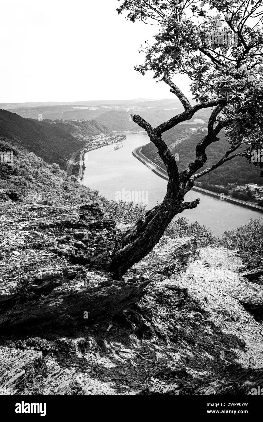 Viewpoint near Bad Salzig, trees, crippled, bent by wind, inland ...