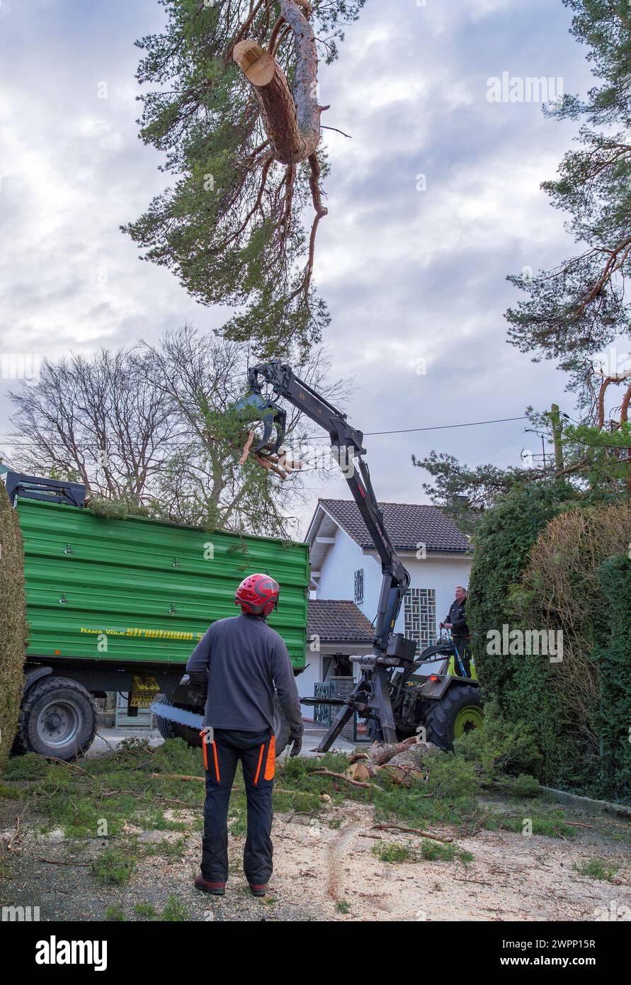 Tree climbers hi-res stock photography and images - Alamy