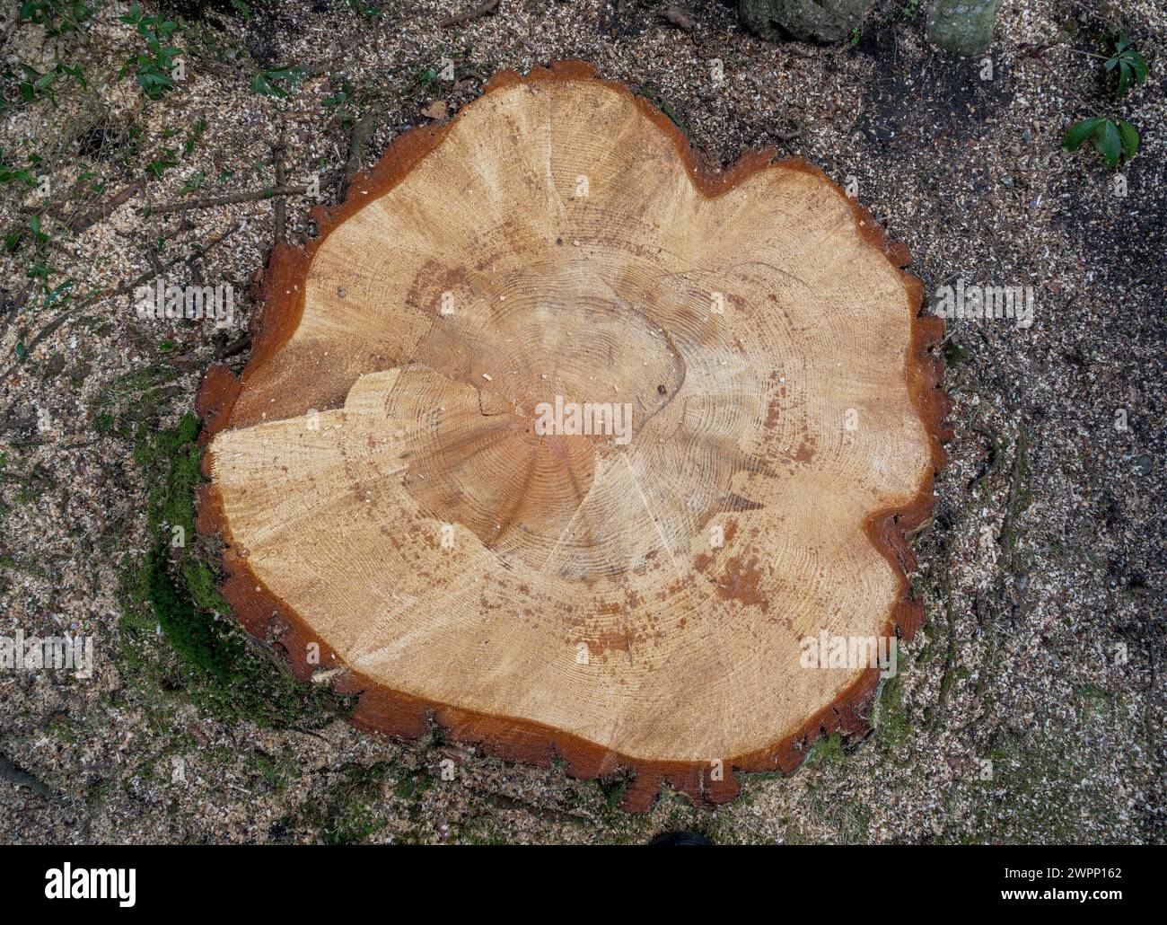 Stump of a large freshly felled pine tree Stock Photo - Alamy