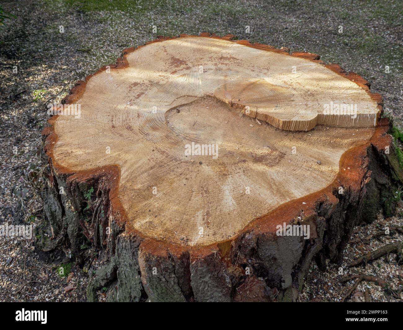 Freshly cut pine wood hi-res stock photography and images - Alamy