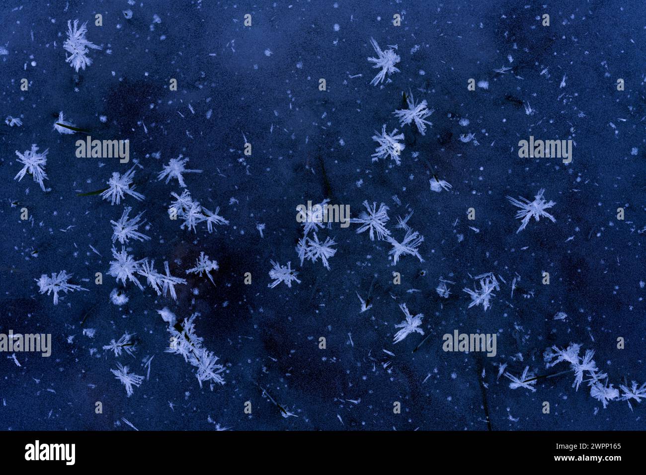 Ice crystals have formed on the blades of grass on a flooded and ice ...