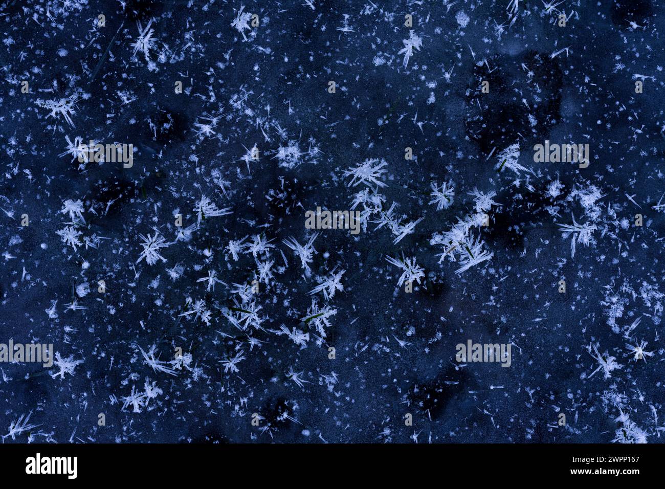 Ice crystals have formed on the blades of grass on a flooded and ice ...