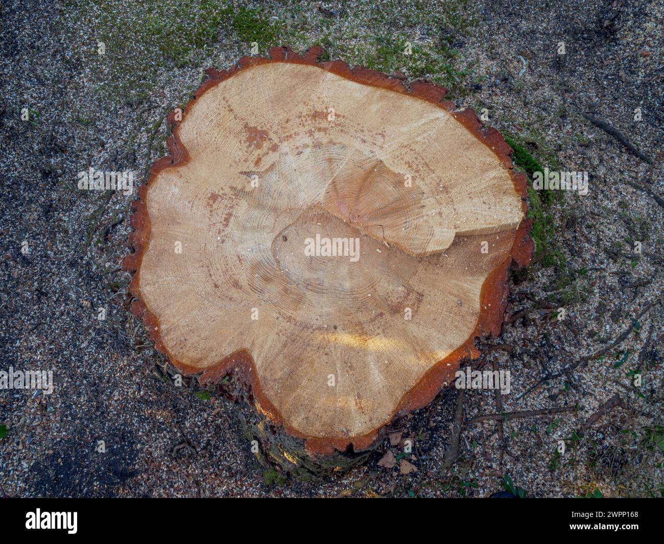 Cross section of large tree rings hi-res stock photography and images ...