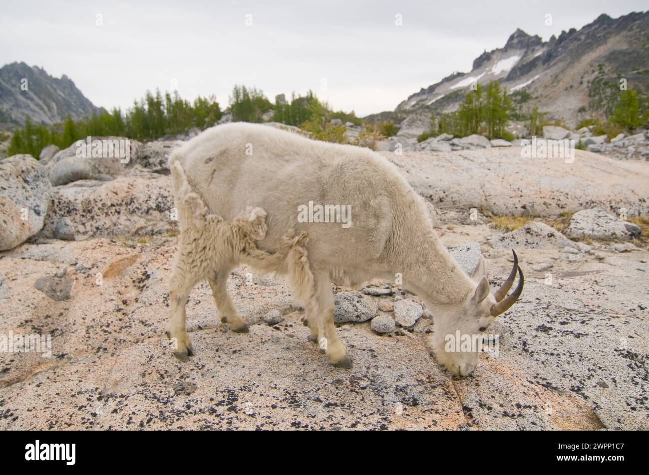 Mountain goat Oreamnos americanus in the Enchantments Alpine Lakes ...