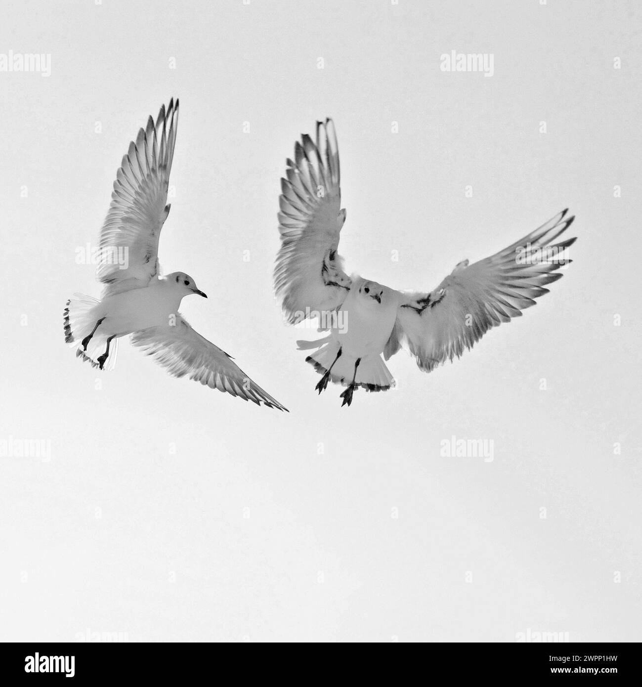 Two birds feeding Black and White Stock Photos & Images - Alamy