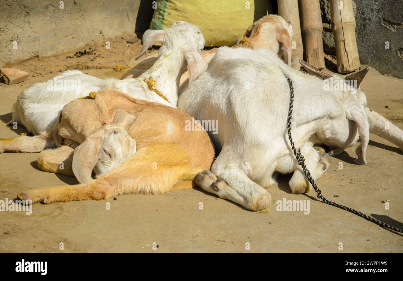 Goat with her babies , this picture of goat is capture in Indian ...