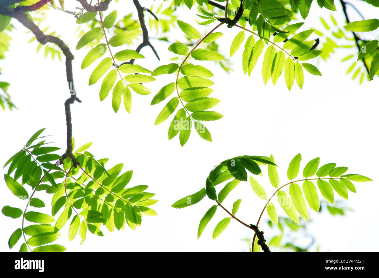 leaves of rowan or mountain-ash (Sorbus aucuparia) in Germany Stock ...