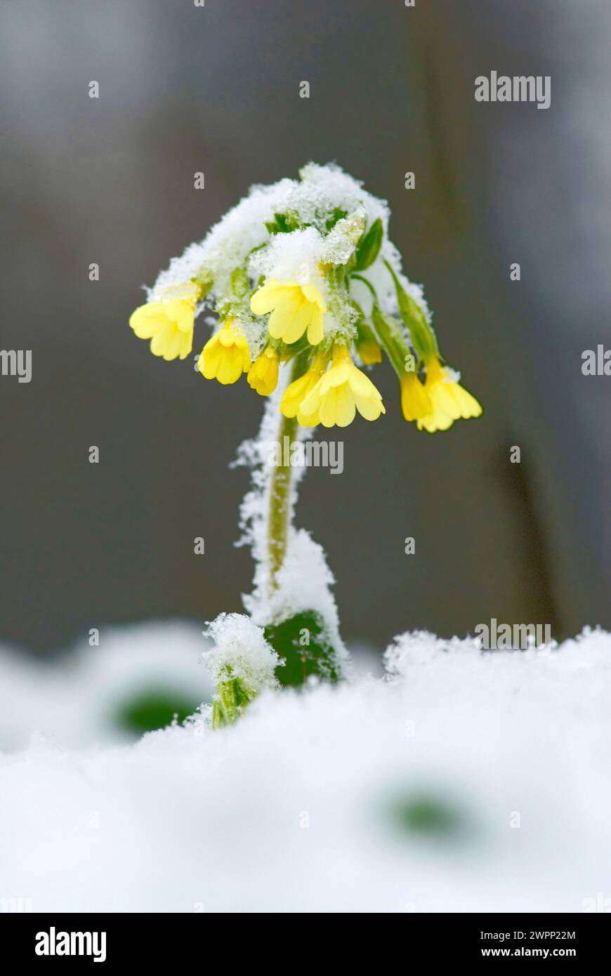 Yellow primrose, cowslip (Primula veris) covered with snow Stock Photo ...
