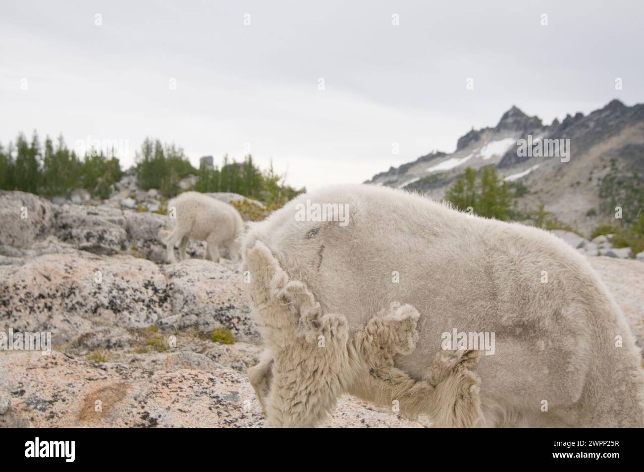 Mountain goat Oreamnos americanus in the Enchantments Alpine Lakes ...