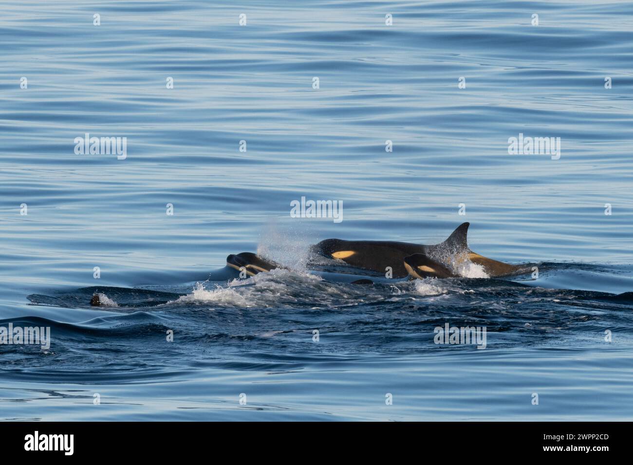 Antarctica, Ross Sea near Franklin Island. Ross Sea killer whales, Type ...