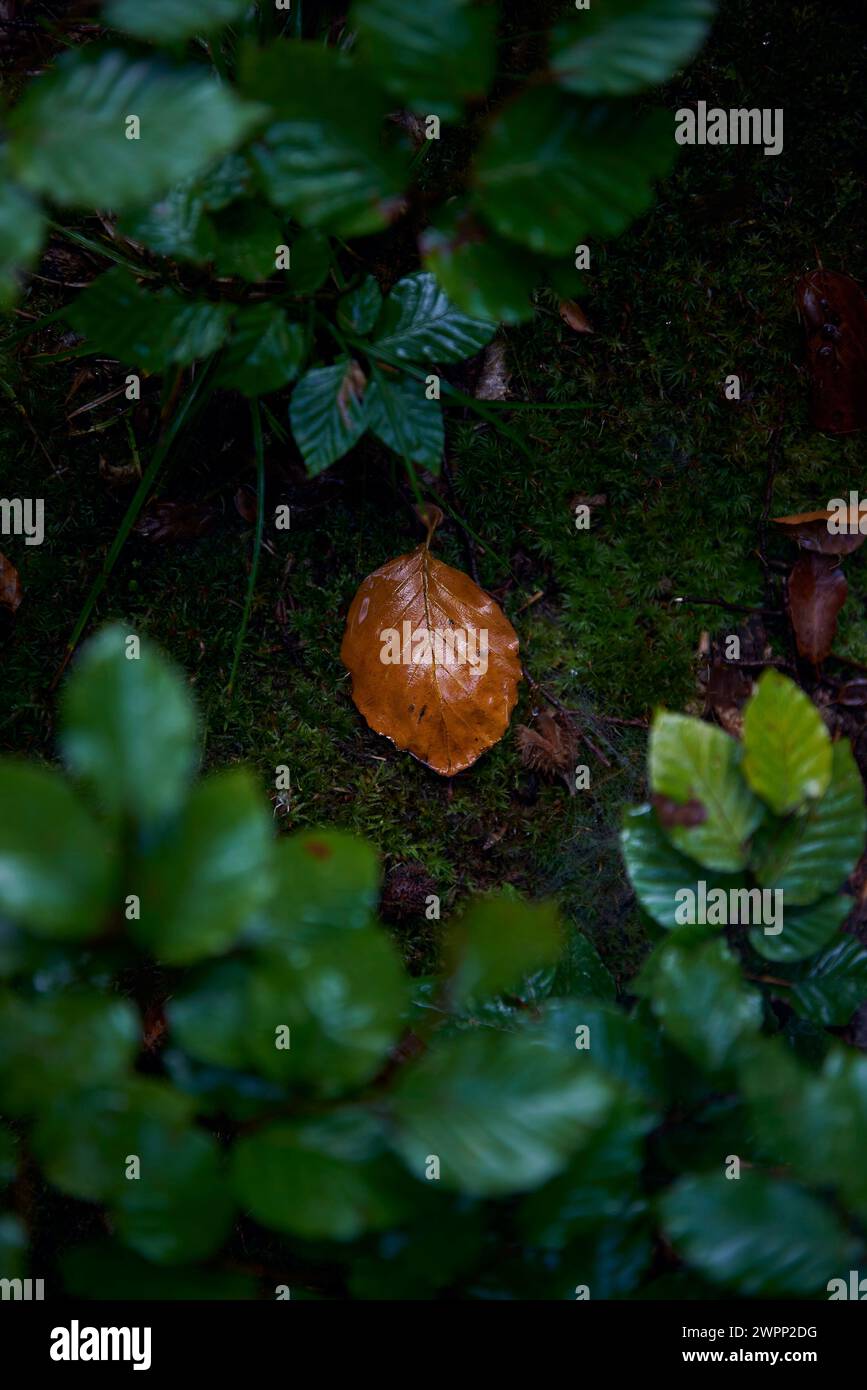 Moist floor hi-res stock photography and images - Alamy