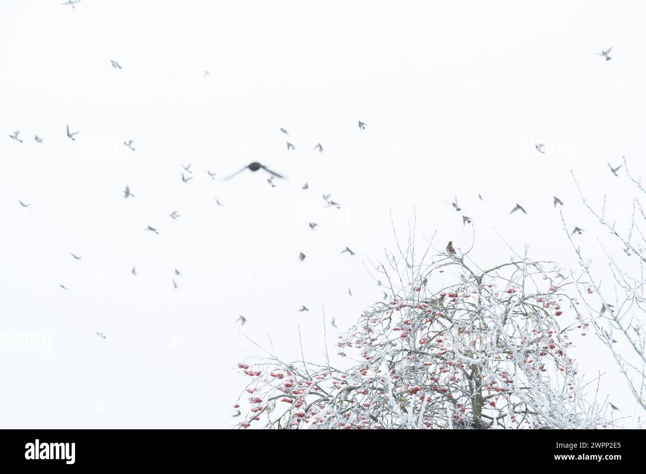 Flock of birds flying up and one bird remains perched Stock Photo - Alamy