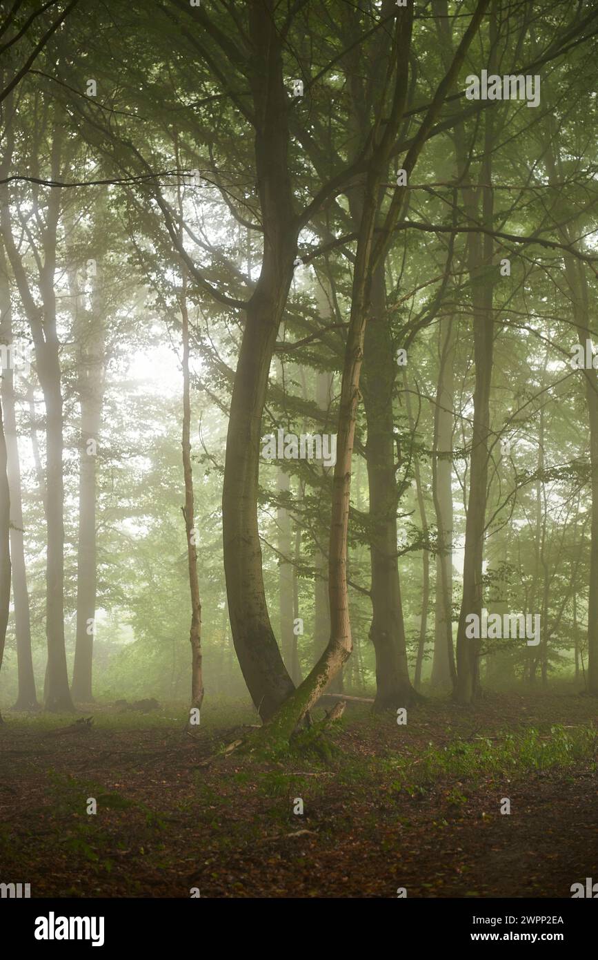 Embracing trees in the fog hi-res stock photography and images - Alamy