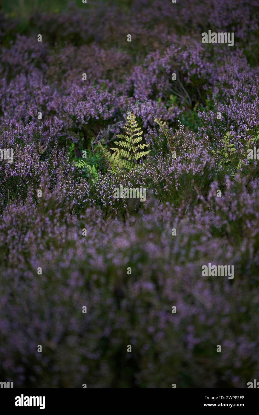 Impressions of the heather blossom Stock Photo - Alamy